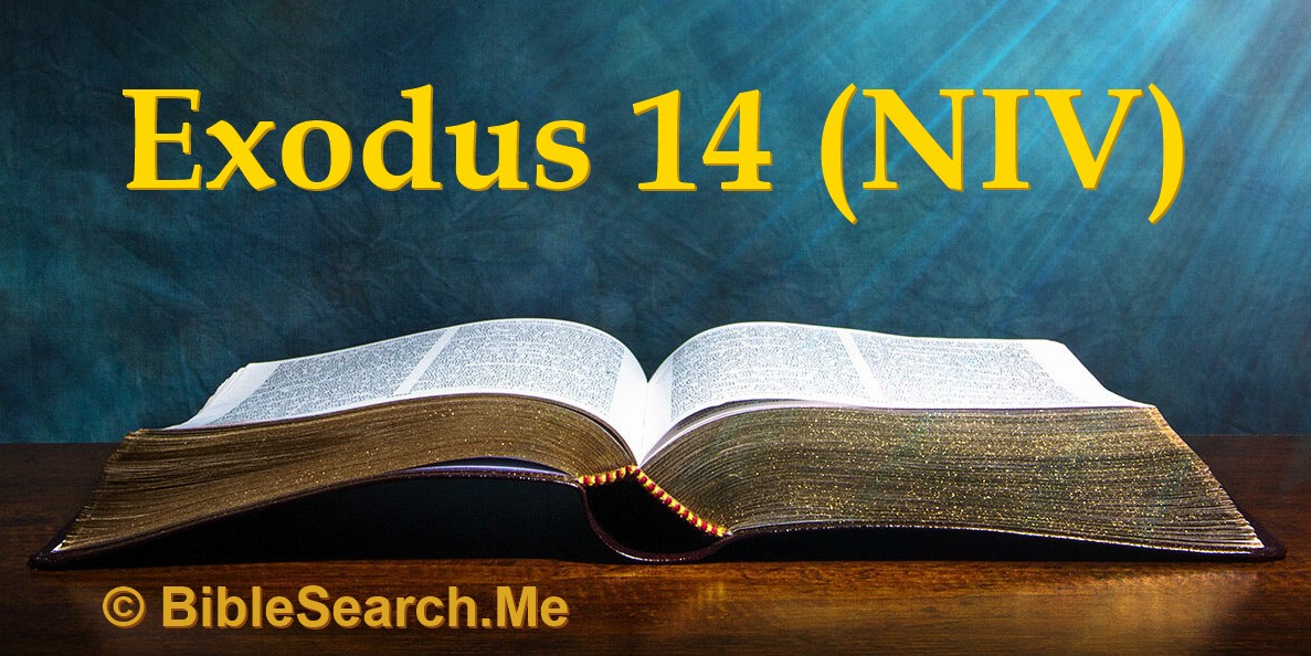 Bible | Bible Search